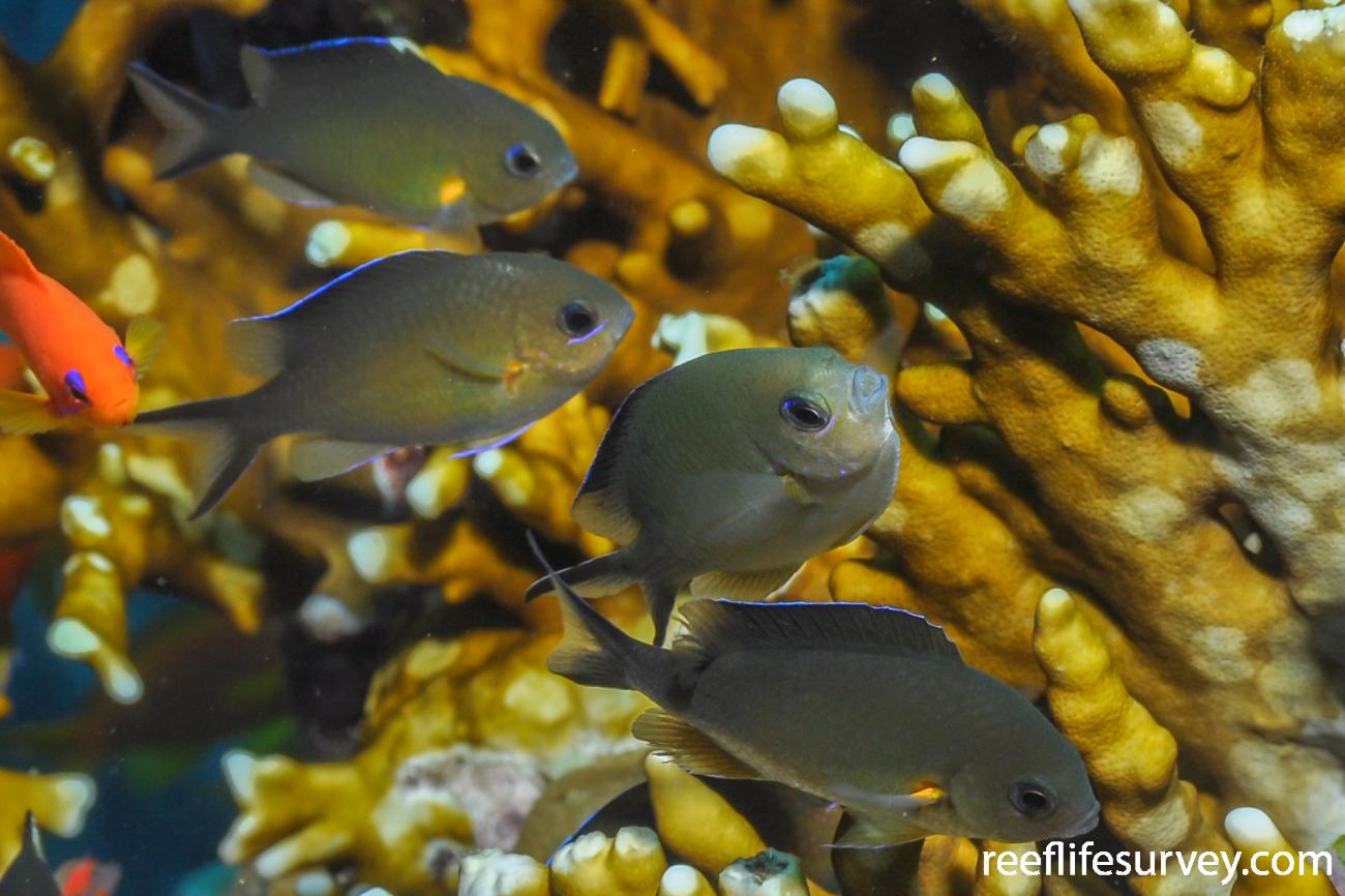 Chromis flavaxilla - Arabian Chromis | ReefLifeSurvey.com
