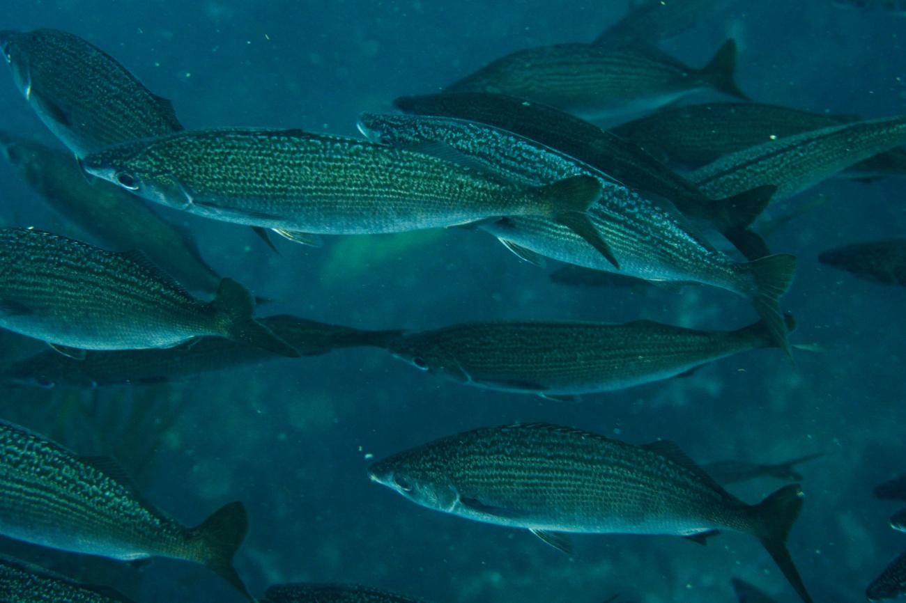 Mendosoma lineatum - Real Bastard Trumpeter | ReefLifeSurvey.com