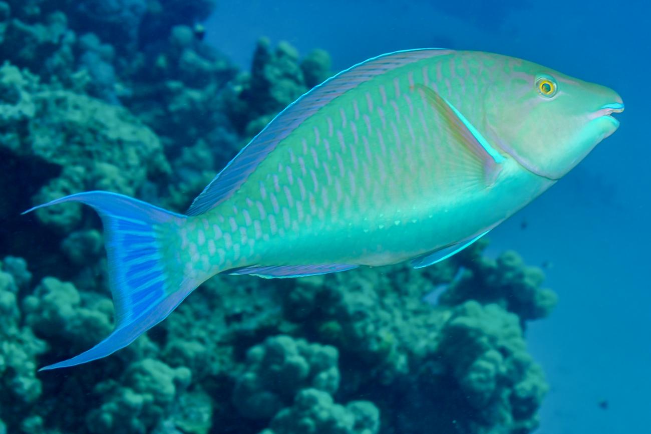Hipposcarus harid - Candelamoa Parrotfish | ReefLifeSurvey.com