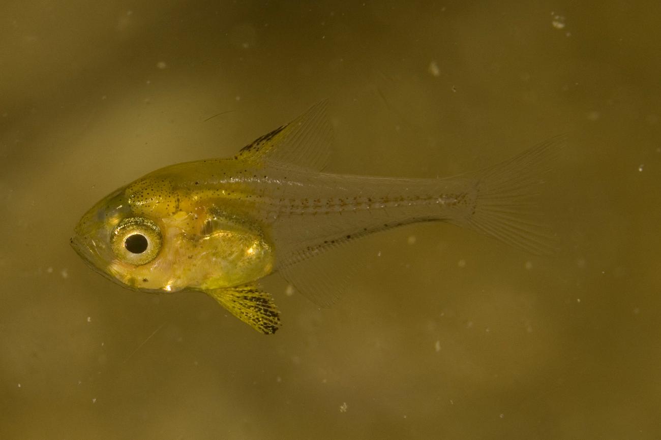 Pempheris multiradiata - Common Bullseye | ReefLifeSurvey.com
